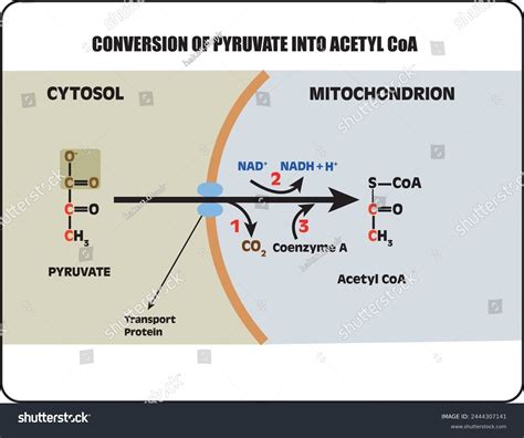 Conversion Pyruvate Into Acetyl Coa Stock Vector Royalty Free 2444307141 Shutterstock
