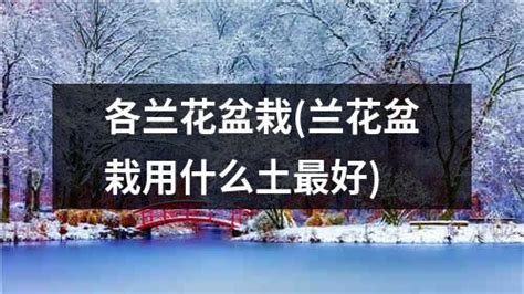 各兰花盆栽 兰花盆栽用什么土最好 养花经验