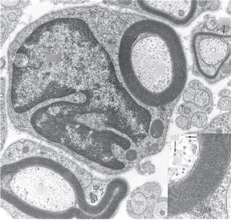 Bio 222l Lab Quiz 2 Histology 4 Diagram Quizlet