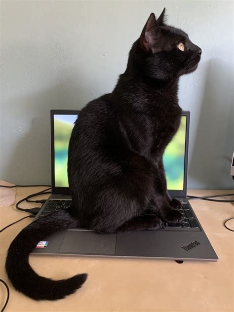 Lyle Kitty Connection