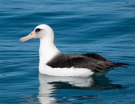 22 Types Of Albatross Species Facts And Photos