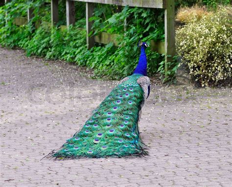 A Beautiful Peacock Walking In The Park Stock Image Colourbox