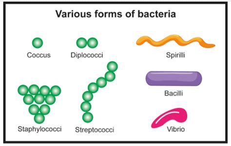 Depending Upon Their Shape Bacteria Can Be Classified Asa Coccus