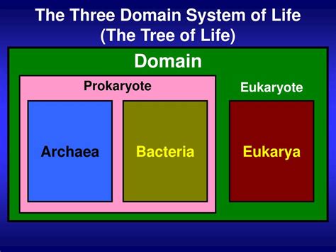 Ppt Eight Major Taxonomic Ranks Hierarchy Of Biological