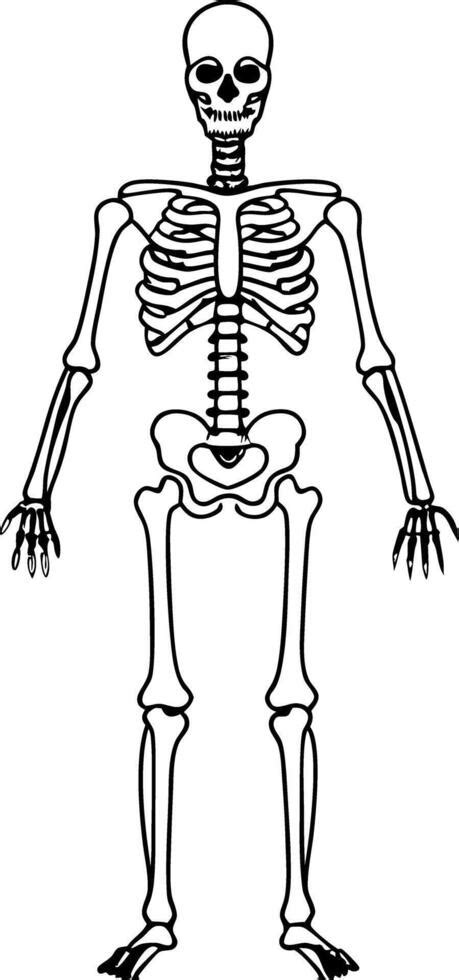 Skeleton Diagram Worksheet Axial Skeleton Labeling Quiz