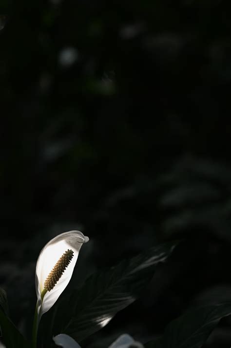 가장 밝은 부분 고독한 꽃 고요한 그림자 꽃무늬 꽃잎 단순함 대비 조명 대조 무성한 미니멀리스트 부드러운 빛 블랙 앤 화이트 순수 식물군 식물의