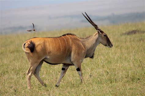 Eland Antilope Foto And Bild Tiere Wildlife Säugetiere Bilder Auf