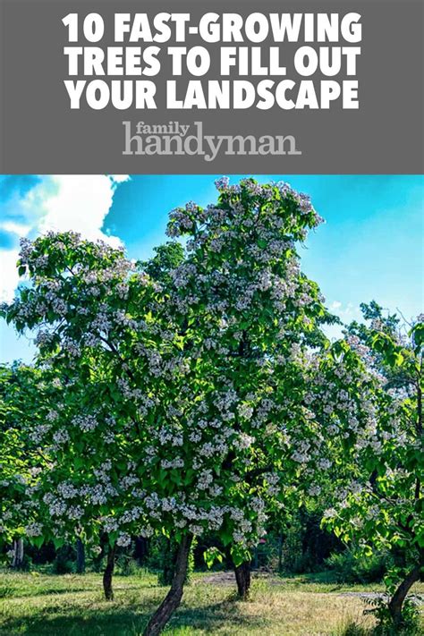 10 Fast Growing Trees To Fill Out Your Landscape Fast Growing Trees