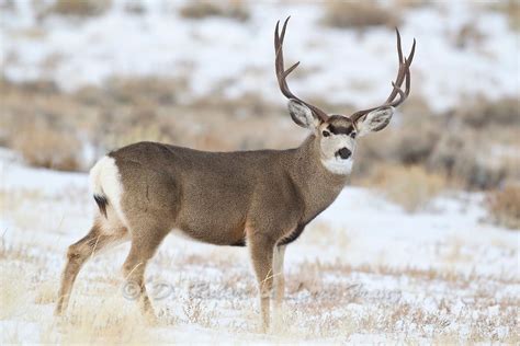 Mule Deer Buck D Robert Franz Photography Artofit
