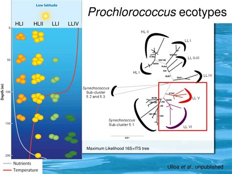 Ppt Prochlorococcus Ecotypes Powerpoint Presentation Free Download Id8729755