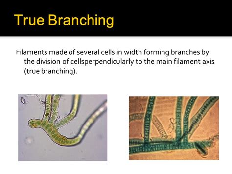 Cyanobacteria Classification Ppt Video Online Download Cyanobacteria Classification Ppt Video Online Download