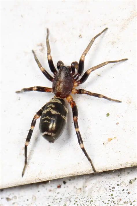 22 Black And White Spiders Pictures And Identification
