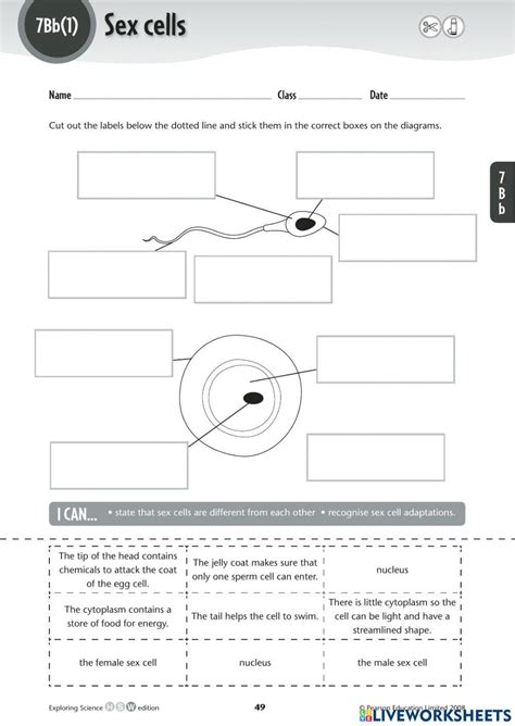 7bb1 Sex Cells Free Interactive Worksheets 5197153