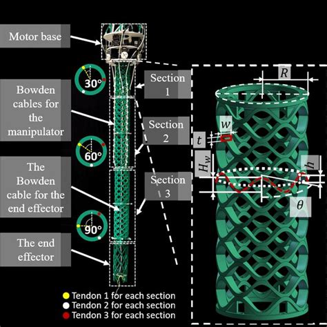 Schematic Representation Of The Soft Manipulator Used To Perform The Download Scientific
