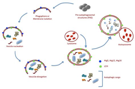 The Process Of Macroautophagy A Portion Of Cytoplasm Including Download Scientific Diagram