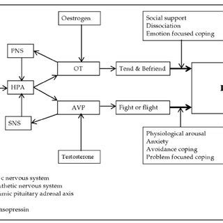 A Model Of Potential Sex Differences In Initial Stress Response And Download Scientific Diagram