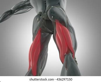 Hamstring Anatomy Images Stock Photos Vectors Shutterstock
