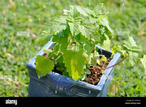 Catnip Potted Plant Hi Res Stock Photography And Images Alamy