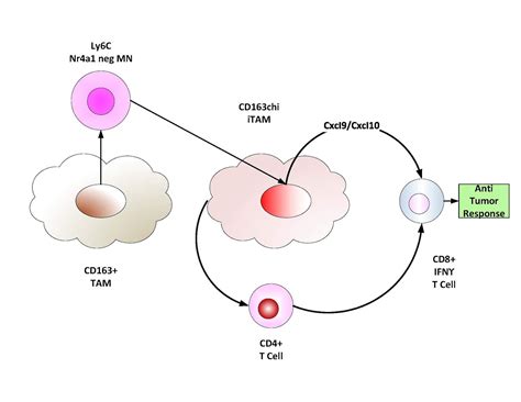 The Squirrels Nest Tumor Associated Macrophages