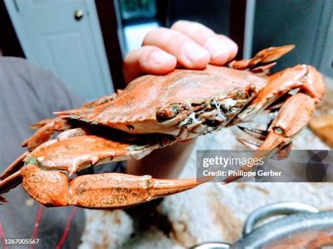 Boiled Crab Photos And Premium High Res Pictures Getty Images