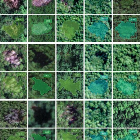 Examples Of Canopy Gaps In Mangroves As Observed By Worldview Imagery