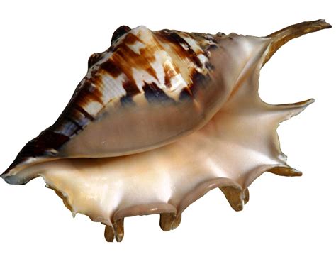 19 Conch Nutrition Facts