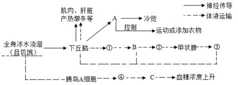 [题目]下图是人体免疫反应过程的模式图 图中数字表示生理过程 字母表示物质成分或结构 1 写出图中有关编号的名称 细胞e 细胞g 己 2 表示免疫分子的有 3 表示非特异性免疫反应的