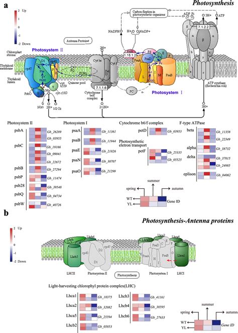 Expression Profiles Of Differently Expressed Genes Degs Involved In