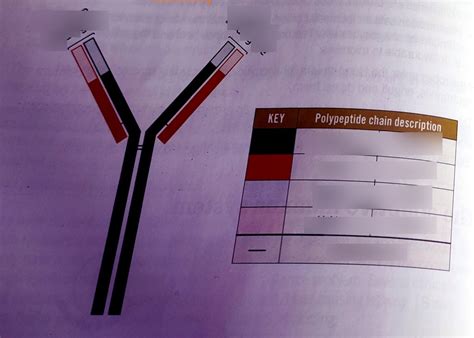 Antibody Structure Diagram Quizlet