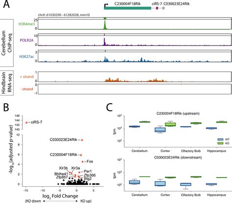 Up And Downstream Transcripts Are Upregulated In Cirs 7 Ko Mouse A