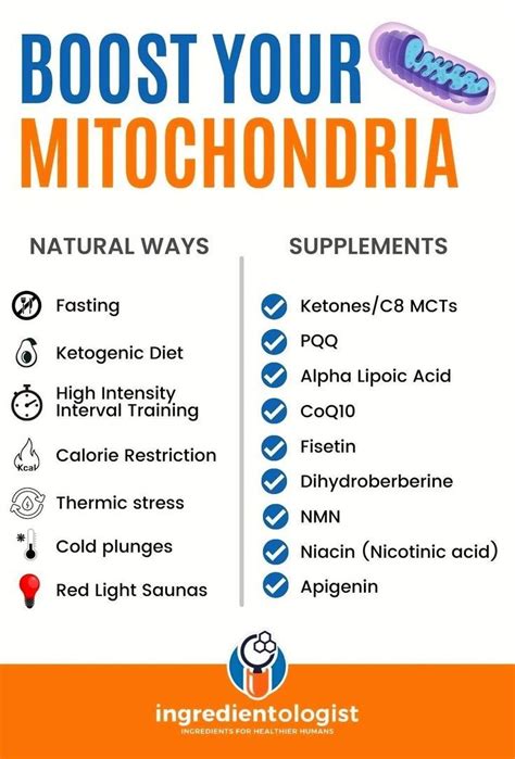 Mitochondrial Health Artofit