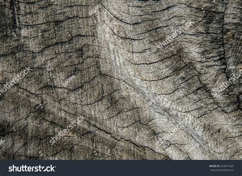 Tree Stump Texture Background Stock Photo 254071429 Shutterstock