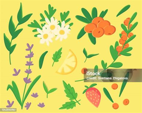 차 허브 약초 카모마일 라벤더 과일 및 차 잔디 나뭇 가지 녹차 잎 레몬 바다 갈매나무 딸기 노란색 배경에 대한 베리 첨가제 세트의 컬렉션 0명에 대한 스톡 벡터 아트 및