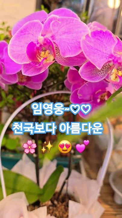 천국보다아름다운 임영웅 영웅시대 건행하세요 Shorts Youtube