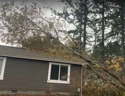 Tree Trimming Removal Port Orange FL Dead Or Alive Tree Service LLC