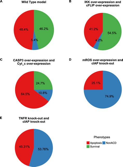 Figure 1 From Supplementary File 2 Simulations Of Cell Fate Model Supplementary For Physiboss