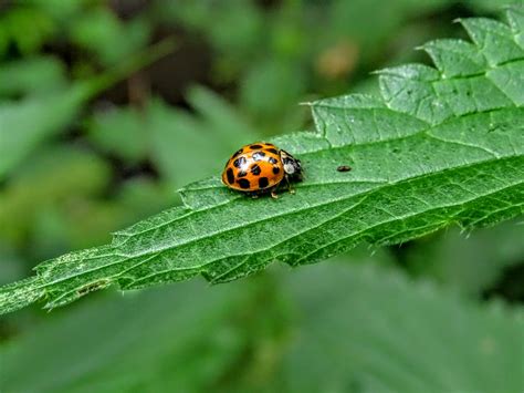 The Art Of Bug Hunting A Guide To Finding And Fixing Coding Errors