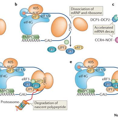Activation Of Metazoan NMD By EJC Dependent Interactions A The Exon Download Scientific