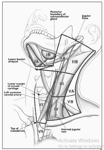 Cervical Lymph Node Level 14 Download Scientific Diagram
