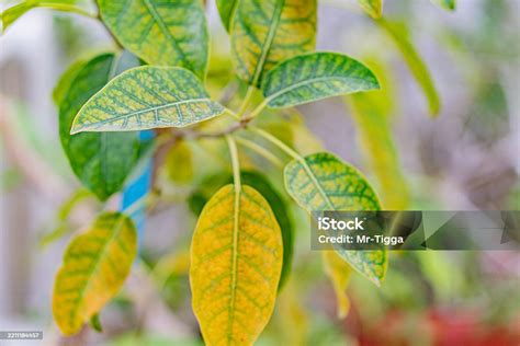 나뭇잎의 클로즈업 녹색과 노란색의 다양한 음영 눈에 띄는 줄무늬가 있는 중앙의 큰 잎 황갈색 색조로 변색된 다른 작은 잎이 보임 햇빛이 비치는 야외 환경 0명에 대한 스톡