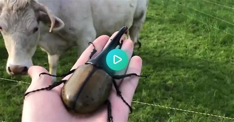 Cow Meeting The Worlds Biggest Beetles Album On Imgur