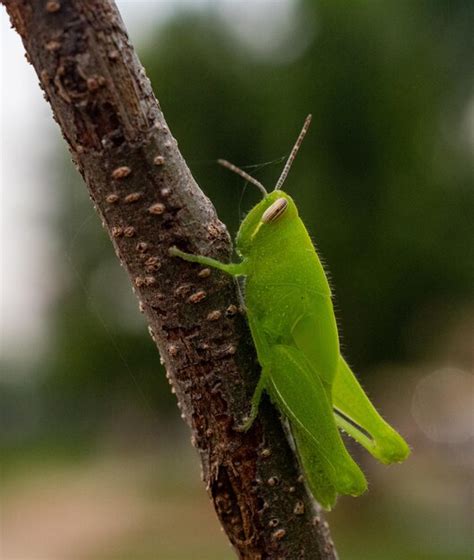 Premium Photo Close Up Grasshopper Perched On Tree Trunk