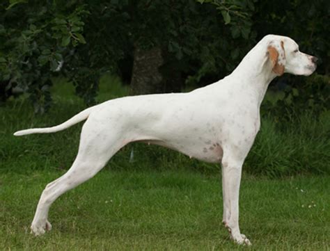 What Is The Best Pointer Breed