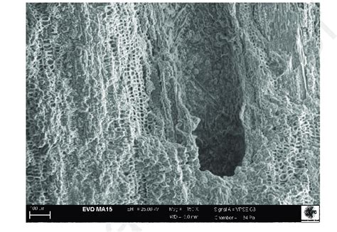 Sem Image Of The Microstructure Of Biomorphic Apatite Showing Long Open
