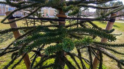 Get Tree Cabling And Bracing Tree Cabling And Bracing Service