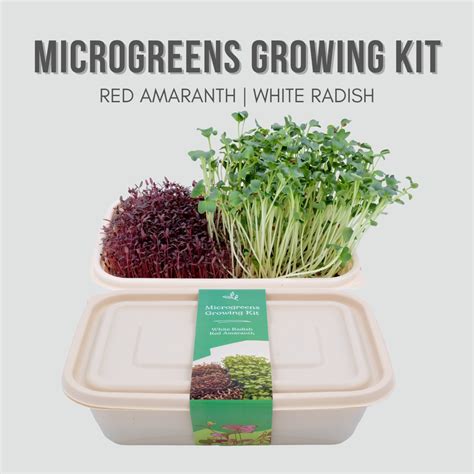 Microgreens Growing Kit With Red Amaranth And Radish Cityfarm Malaysia