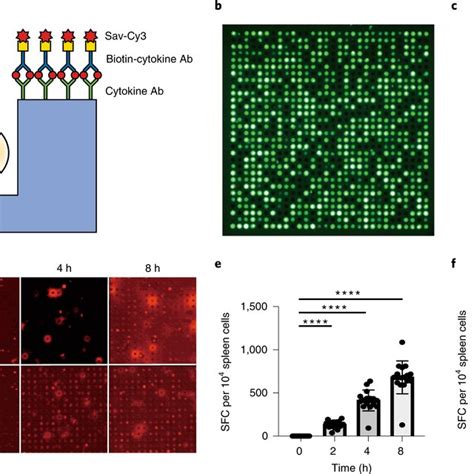 Detection Of Cytokine Secreting T Cells In A Microwell Array Chip A