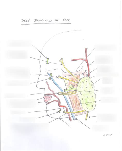 Diagram Of Deep Dissection Of The Face Stu Mac Quizlet