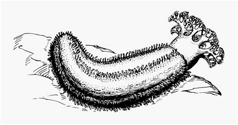 Sea Cucumber Sea Cucumber Drawing Easy Free Transparent Clipart ClipartKey
