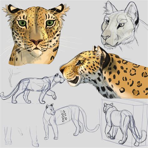 Leopard Class By Rebel Rider On Deviantart